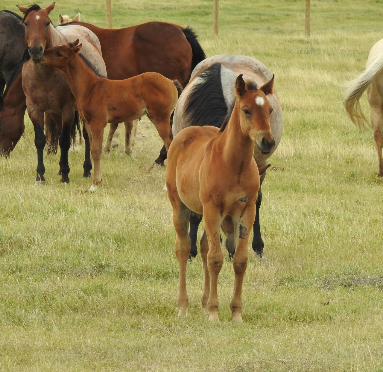 DCF PLAYFUL SOLANOS: - Best of the West Performance Horse Sale