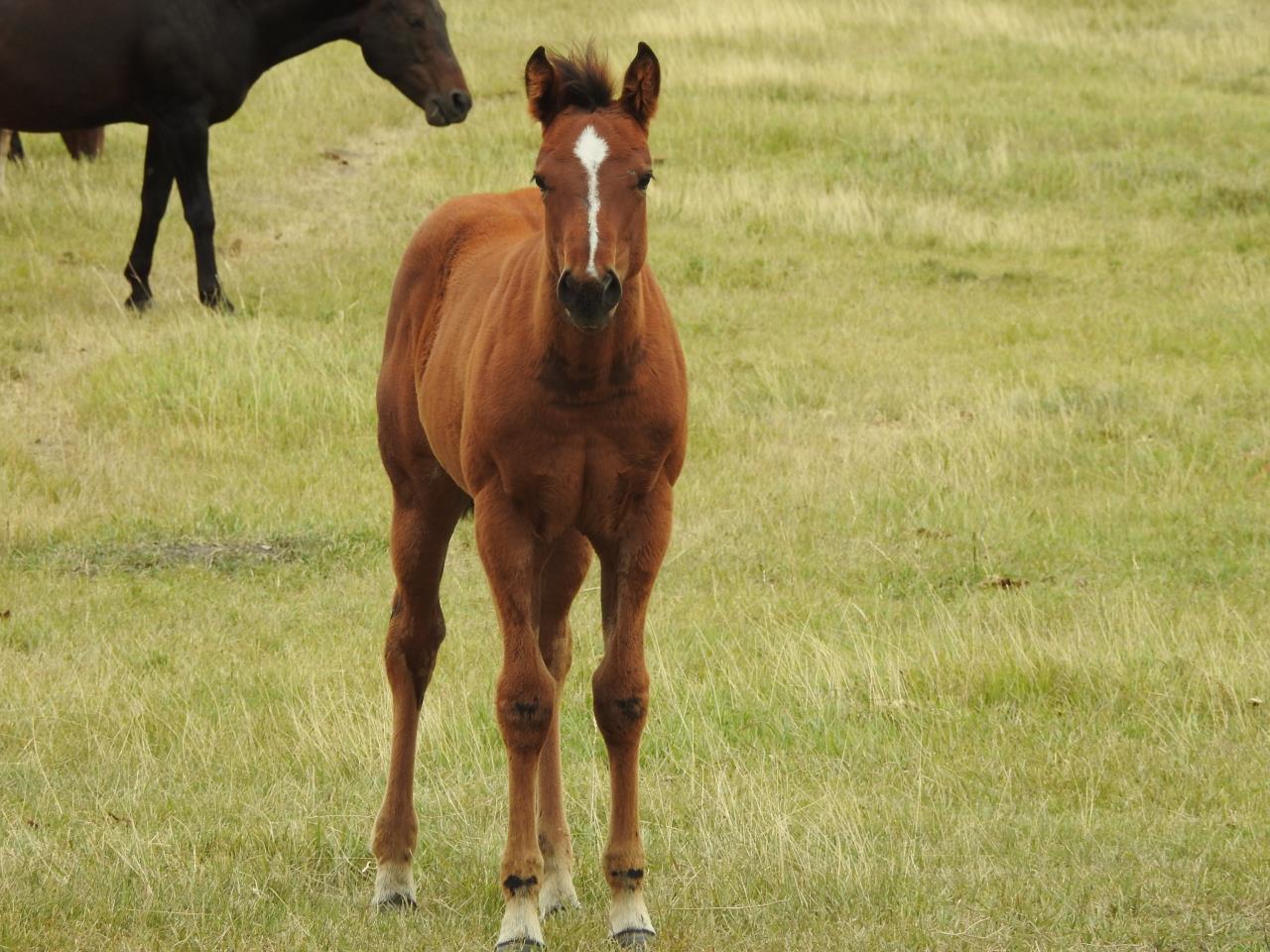DCF TWO STEPN CORONA: - Best of the West Performance Horse Sale
