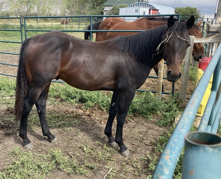 Stallions - Keith Farms