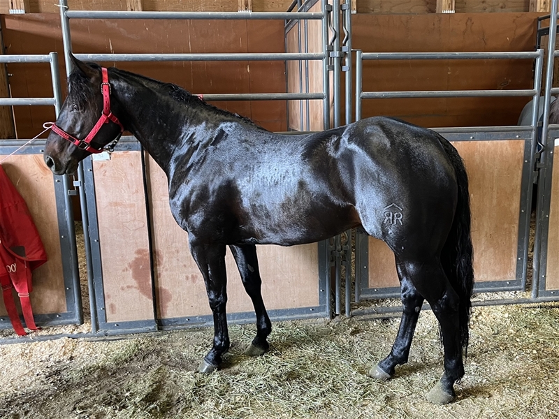 Stallions - Keith Farms