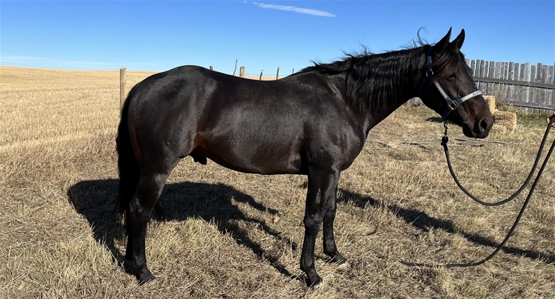 Stallions - Keith Farms