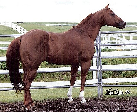 Major Bonanza - Keith Farms