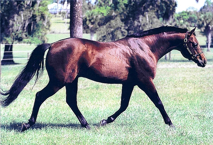 Rugged Lark - Keith Farms