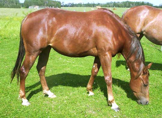 Lazy D Diamond Quarter Horses