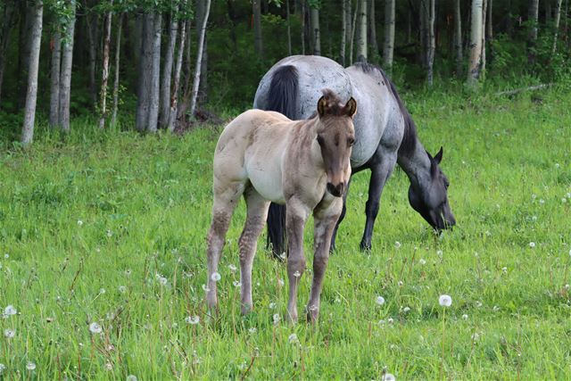 Horses For Sale - Old Baldy Ranch