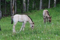 Horses For Sale - Old Baldy Ranch