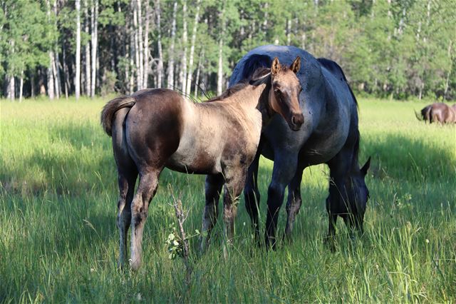 Horses For Sale - Old Baldy Ranch