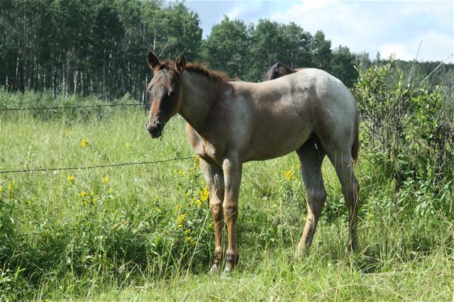 Horses For Sale - Old Baldy Ranch