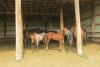 Horse Sale for Ranch Country Horse Sale Inc.