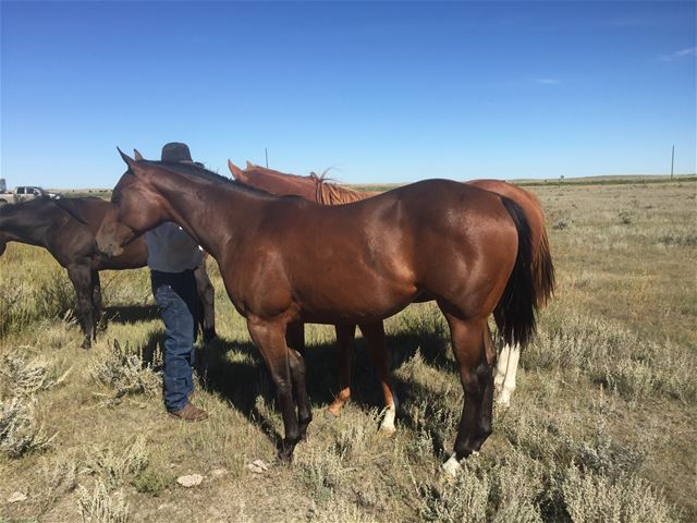 Ivory Grips - breeding information, stallion directory, studbook.