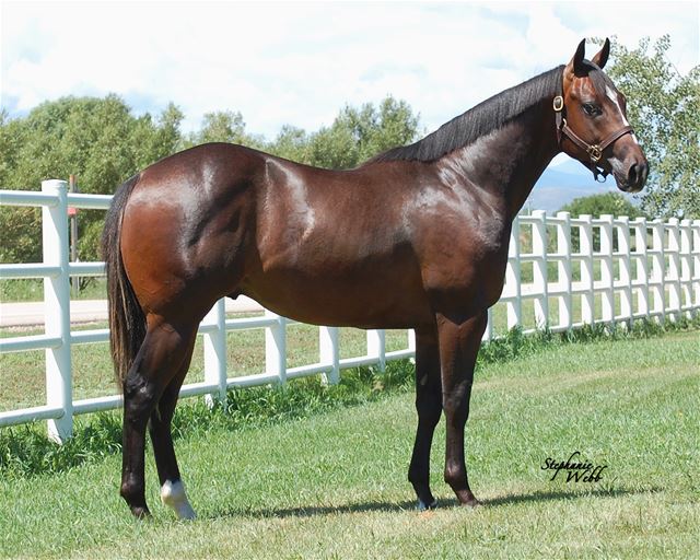 Ivory Grips - breeding information, stallion directory, studbook.