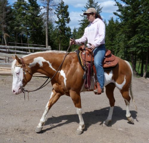 SPP Hezablonde Andy - breeding information, stallion directory, studbook.