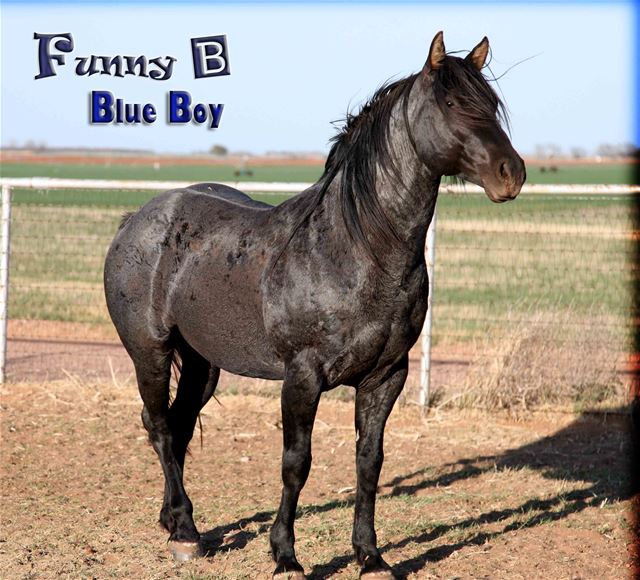 FUNNY B BLUE BOY - breeding information, stallion directory, studbook.