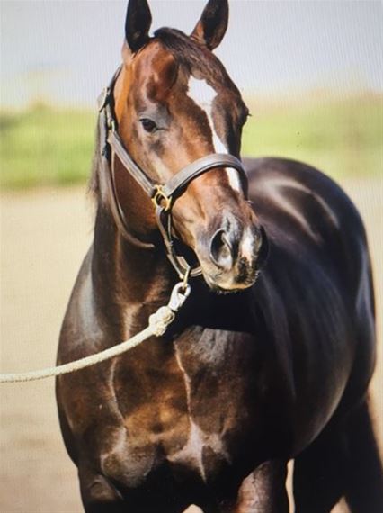 Ivory Grips - breeding information, stallion directory, studbook.