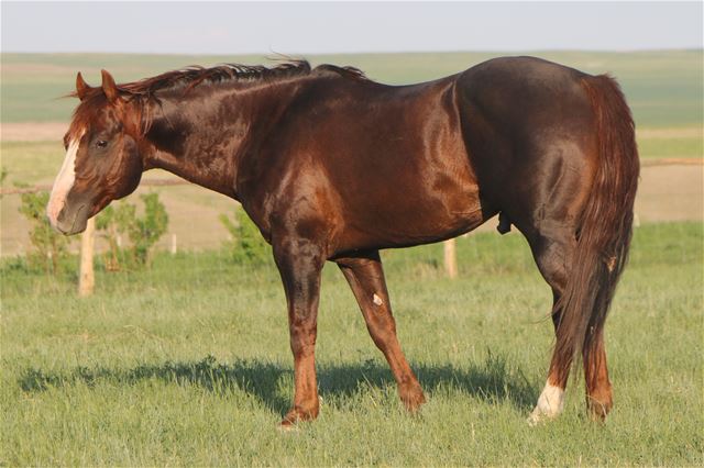 Professor Smart - breeding information, stallion directory, studbook.