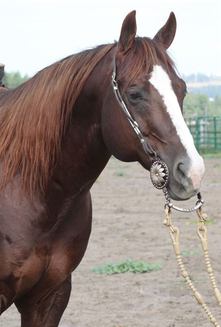 Professor Smart - breeding information, stallion directory, studbook.