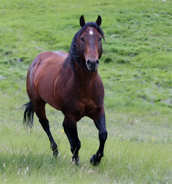 PLAYGUNS POCO BUENO - breeding information, stallion directory, studbook.