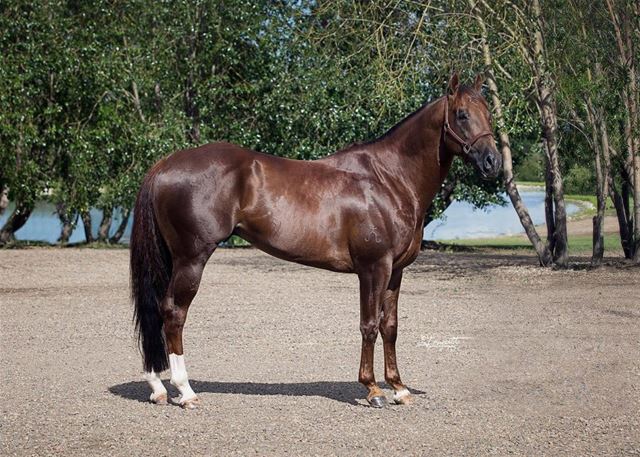 XC Famous Wink 37 - breeding information, stallion directory, studbook.