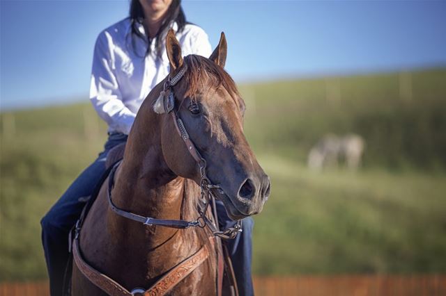 XC Famous Wink 37 - breeding information, stallion directory, studbook.