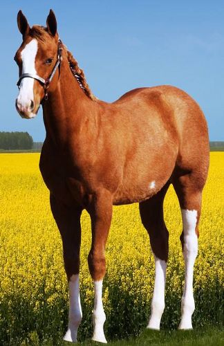 BC REVENUE BARLINK - breeding information, stallion directory, studbook.