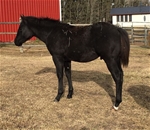 SHINERS LENA DUST - breeding information, stallion directory, studbook.