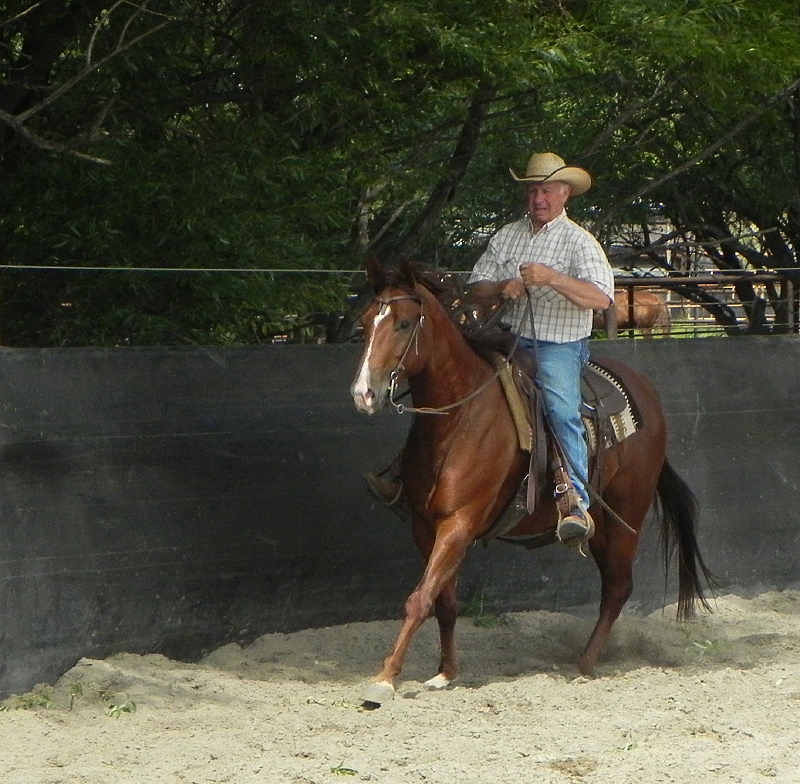 High Style Scott: - Thunderbird Horse Center Private Treaty Horse Sale