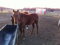 Horses For Sale - Tree Top Quarter Horses