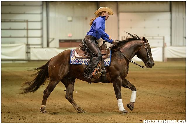 Our Stallions - Tree Top Quarter Horses